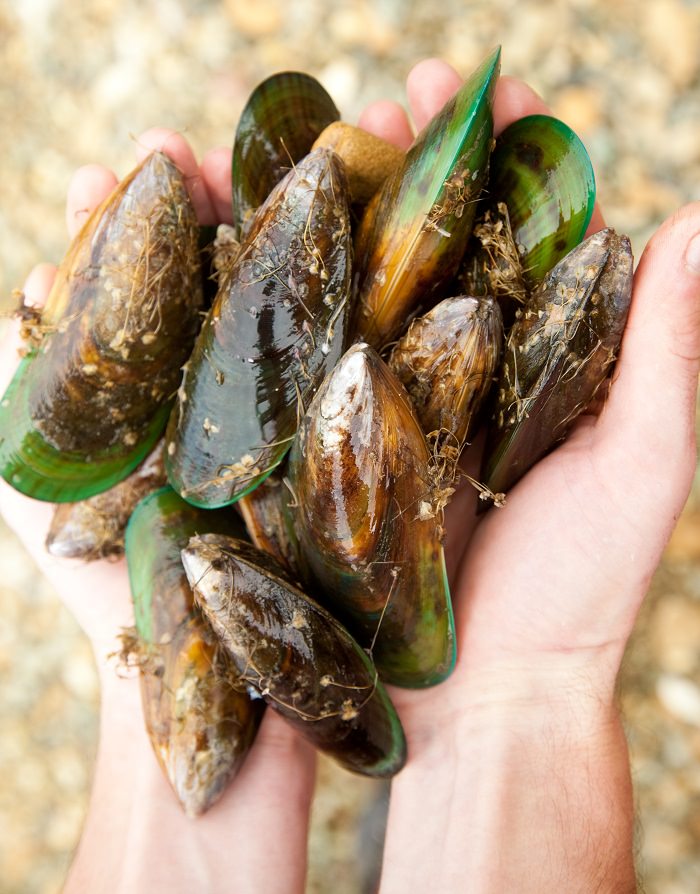 Non-opioid Joint Pain Relief? New Zealand Greenlipped Mussel